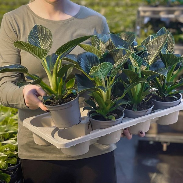 Mester Grønn | A new horticulture tray that cuts CO2 emissions by up to ...